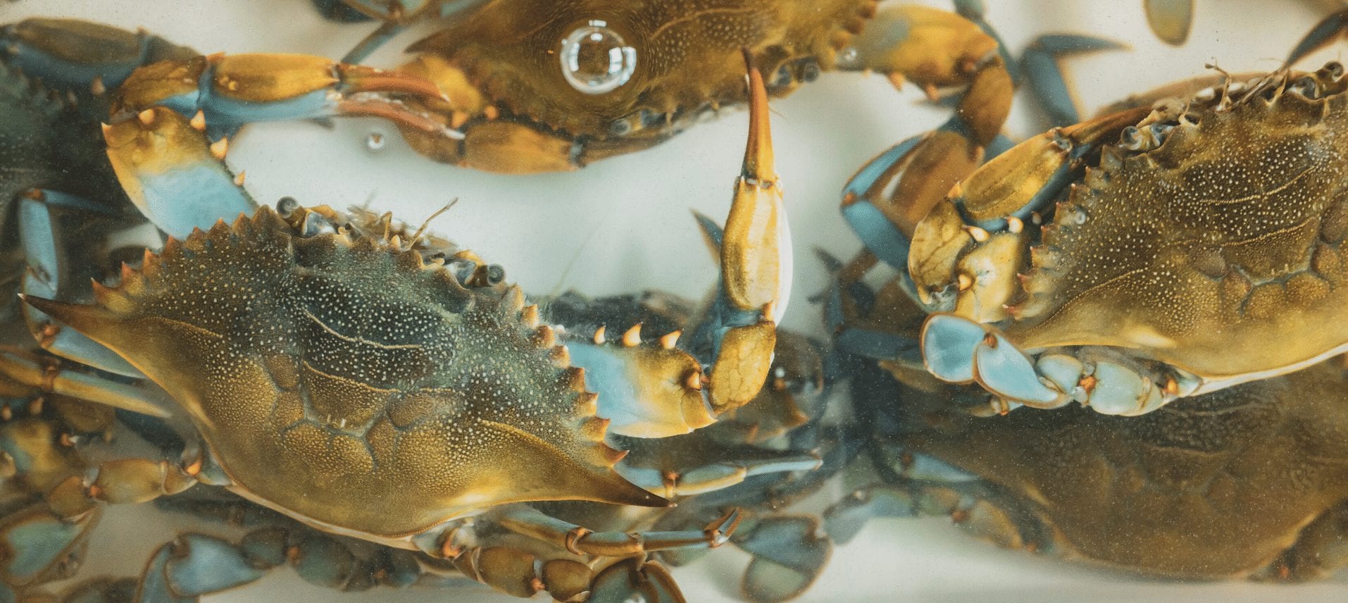 Soft Shell Crab - Hudson's on the Docks - Hilton Head Island