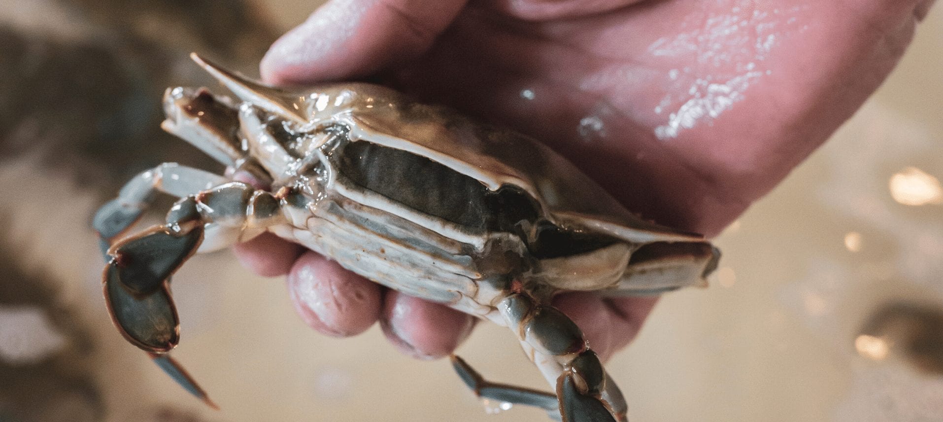 Soft Shell Crab - Hudson's on the Docks - Hilton Head Island